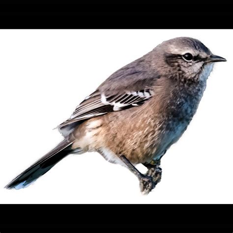 Patagonian Mockingbird Mimus Patagonicus Identification Birda