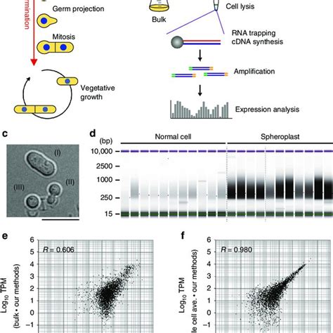 Validation Of Single Cell Transcriptome Methods A Germination Download Scientific Diagram