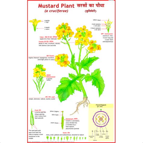 Classification Of Plant Plant Kingdom Chart At 27500 Inr In Delhi