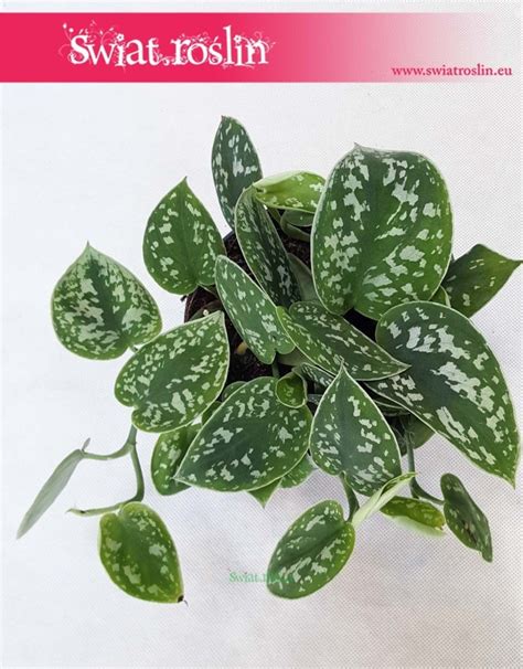 Epipremnum Pictus Argyraeus Scindapsus Pstry Świat Roślin sklep z
