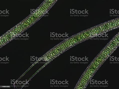 Oscillatoria Sp Algae Under Microscopic View X40 Dark Background Stock