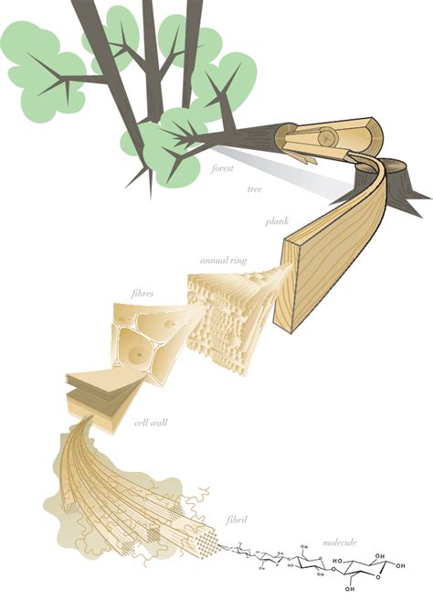 Hierarchical Structure From The Tree To The Molecular Level Download Scientific Diagram