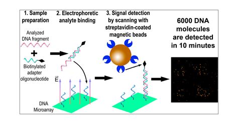 Rapid Amplification Free Microarray Based Ultrasensitive Detection Of Dna Analytical Chemistry