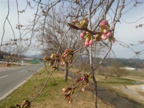 天龍峡の八重桜 2023 3月31日 天龍峡温泉観光協会 名勝天龍峡の川下りや桜紅葉情報長野県飯田市