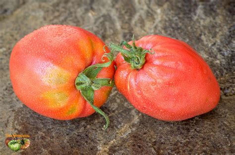 tomate, tomato, tomaten, pomidor: Abakanskiy Rozovyi - Абаканский розовый