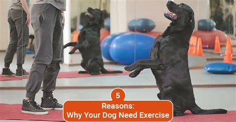 Benefits Of Dog Training Exercises Budgetvetcare