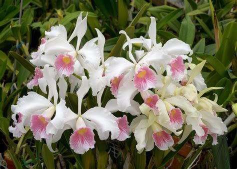 Cattleya Purpurata Unifoliate Orchidaceae Laeliinae Flickr