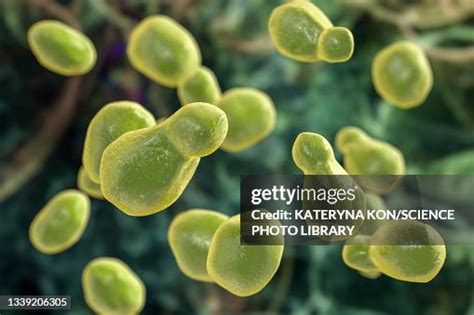Cryptococcus Neoformans Meningitis