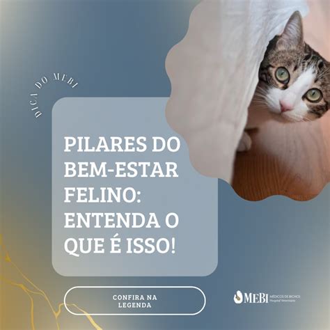 Pilares Do Bem Estar Felino Entenda O Que é Isso Mebi Hospital