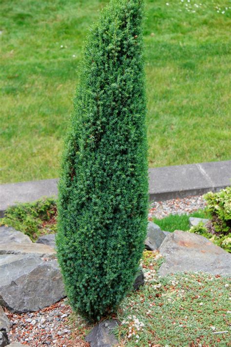 Buy Juniperus Communis Compressapencil Point Common Juniper Conifer