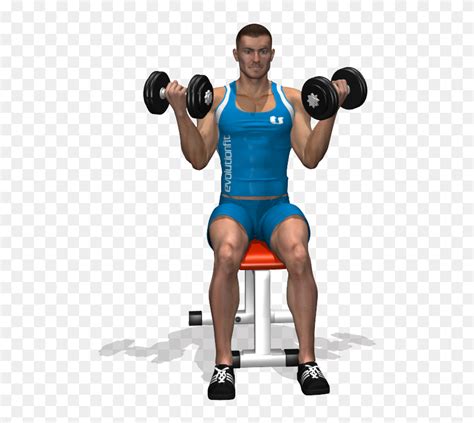 Seated Dumbbell Inner Biceps Curl Involved Muscles جلو بازو دمبل