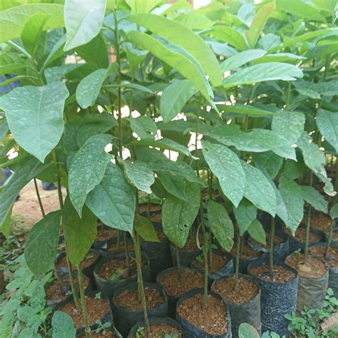 Jual Bibit Alpukat Mentega Aligator Wina Miki Kendil Pluang Hass Tanpa Biji Harga Jual