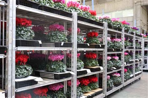 Flower Auction Japan