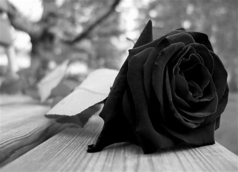 Ponto De Pombo Gira Rosa Negra Soberana E Poderosa
