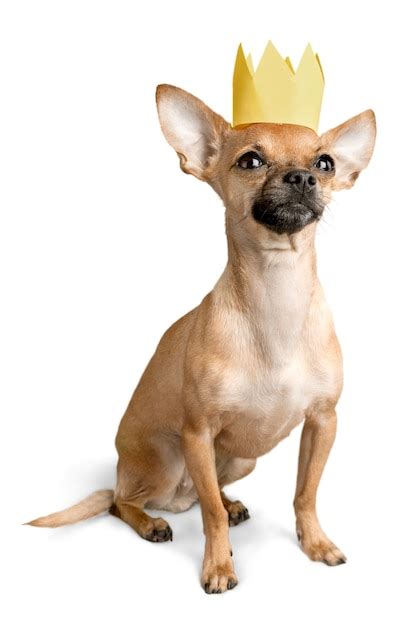 Cachorro Chihuahua Sentado Em Um Fundo Branco Foto Premium