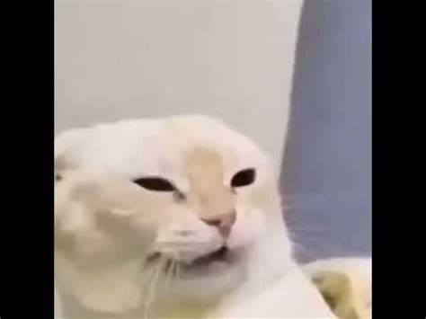 Cat Smack Meme Youtube