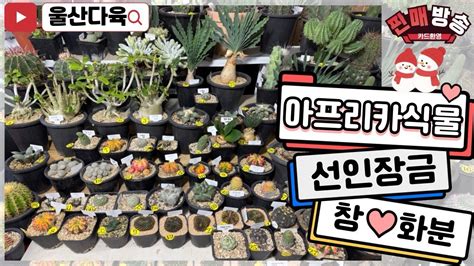 전달 제목없음 11월 28일 목요일 오전 7시~오후 1시 라이브 방송 진행합니다💗 울산다육 다육이 화분 라이브방송 오늘 여러 곳곳에서 눈이 내려