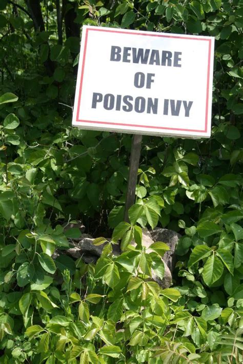 What Is The Best Way To Get Rid Of Poison Ivy