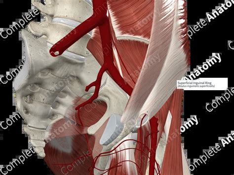 Superficial Inguinal Ring Complete Anatomy Superficial Inguinal Ring Complete Anatomy