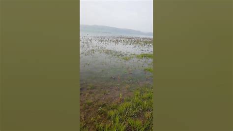 ڕاوە ماسی Youtube