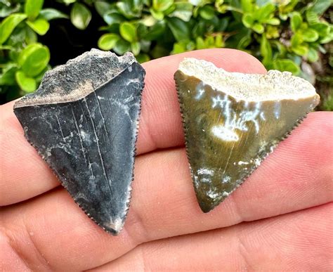 Real Fossil Great White Shark Teeth Greatwhite Sharks Tooth Authentic