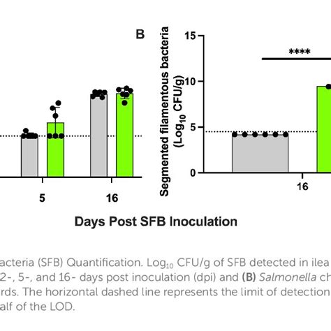 Detection Of Segmented Filamentous Bacteria Sfb Via Gram Staining And
