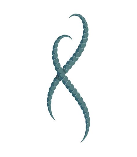 Premium Vector Vector Illustration Of Knot