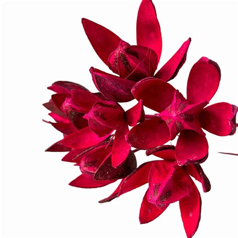 Suszona Lilia Fuksja Susz Egzotyczny Kwiat Lilii Sklep Internetowy Secca