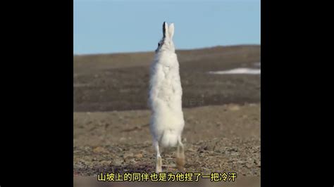 白狼群獵殺野兔 神奇動物在抖音 野生動物零距離 動物世界 Youtube