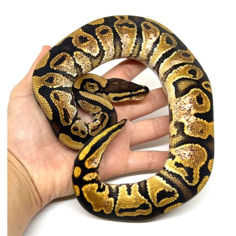 Python Royal Sugar Python Regius