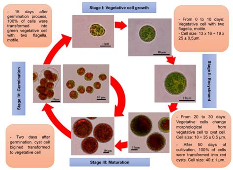 Optimization Of Culture Conditions For High Cell Productivity And