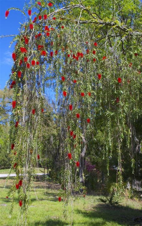 Bottlebrush Tree Artofit