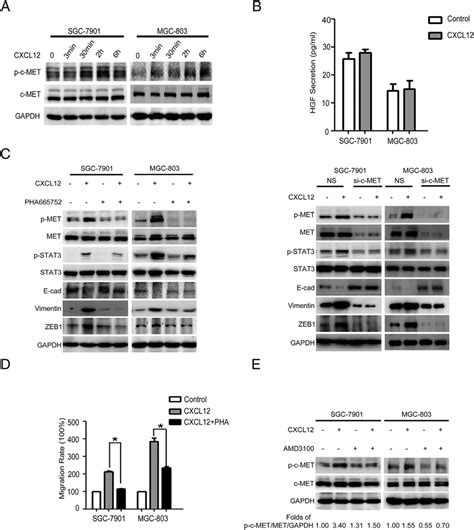 Activation Of C Met Is Involved In Cxcl12cxcr4 Induced Gc Cell Emt