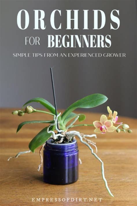 The Best Pots For Orchids Artofit