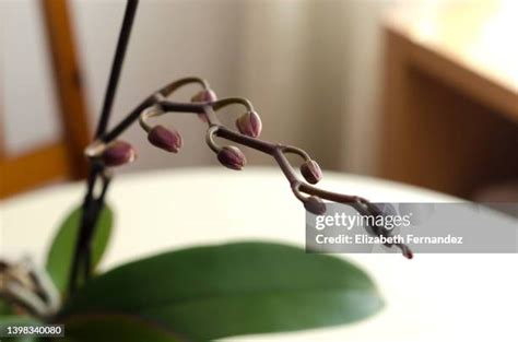 Peduncle Photos Et Images De Collection Getty Images