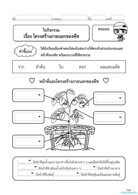 โครงสร้างภายนอกของพืช ป 4 ใบงานเชิงโต้ตอบ Topworksheets