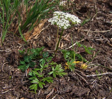 Tilingia ajanensis - Изображение особи - Плантариум