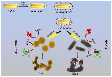 Friends Against The Foe Synergistic Photothermal And Photodynamic Therapy Against Bacterial