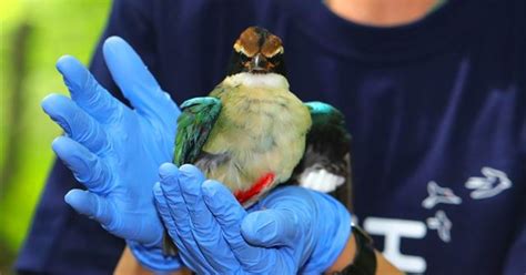 구사일생 팔색조 자연의 품으로