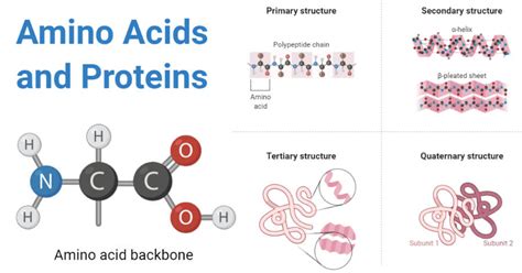 Amino Acids Protein Chart