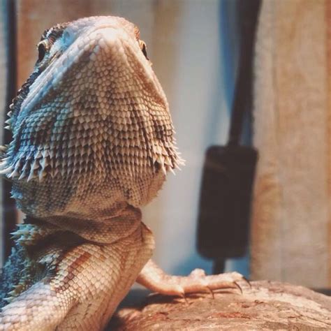 Bearded Dragon Spikes