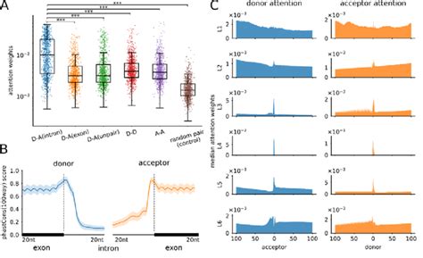 Analysis Of The Attention Weights In SpliceBERT A The Distribution