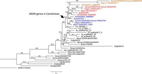 Mekk2 Inhibits Activation Of Map Kinases In Arabidopsis Nitta 2020