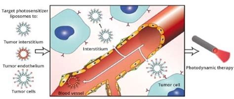 What Is Photodynamic Therapy Pdt Gophotonics