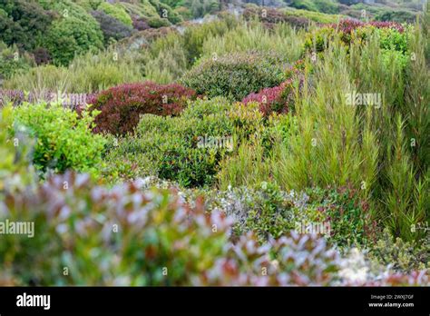 New Zealand Subantarctic Islands Auckland Islands Enderby Island