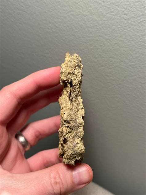 Fossiliferous Shale