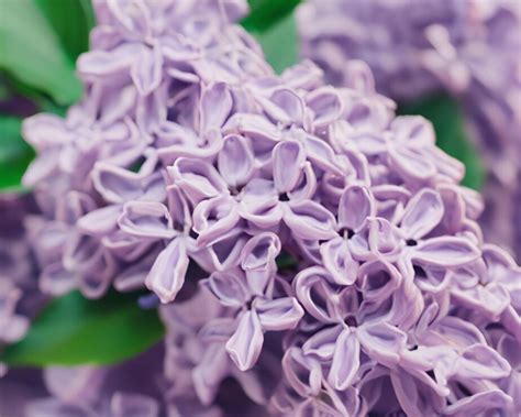 How To Prune Lilac Bushes Gardening Sun