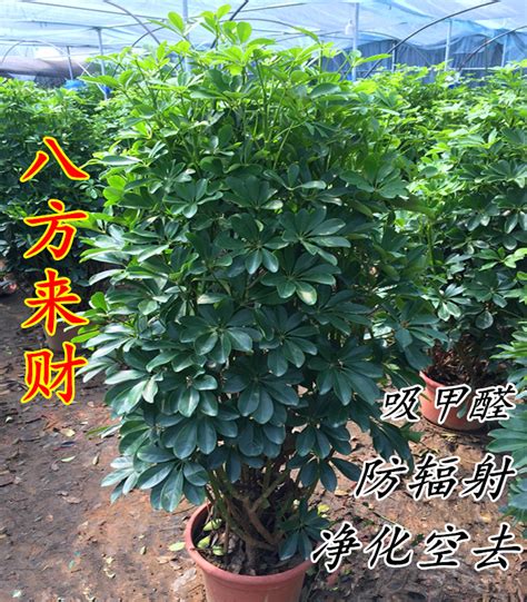 鸭掌木放哪里招财 什么属相适合养鸭掌木 鸭掌木 大山谷图库