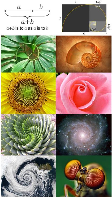 Golden Mean In Nature Exploring Spirals And Fibonacci Patterns