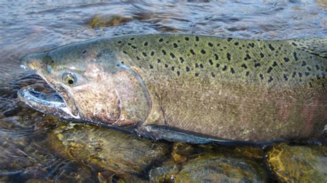 Whats The Difference Between King Salmon And Chinook Salmon
